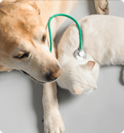 Thank you for your patience, and we look forward to offering Internal ...