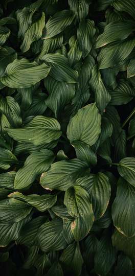 BBQs - Boutique Chaleur