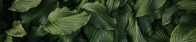 BBQs - Boutique Chaleur