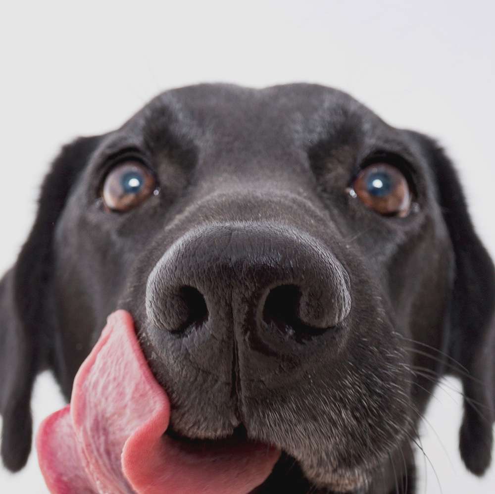 Real, good food for dogs