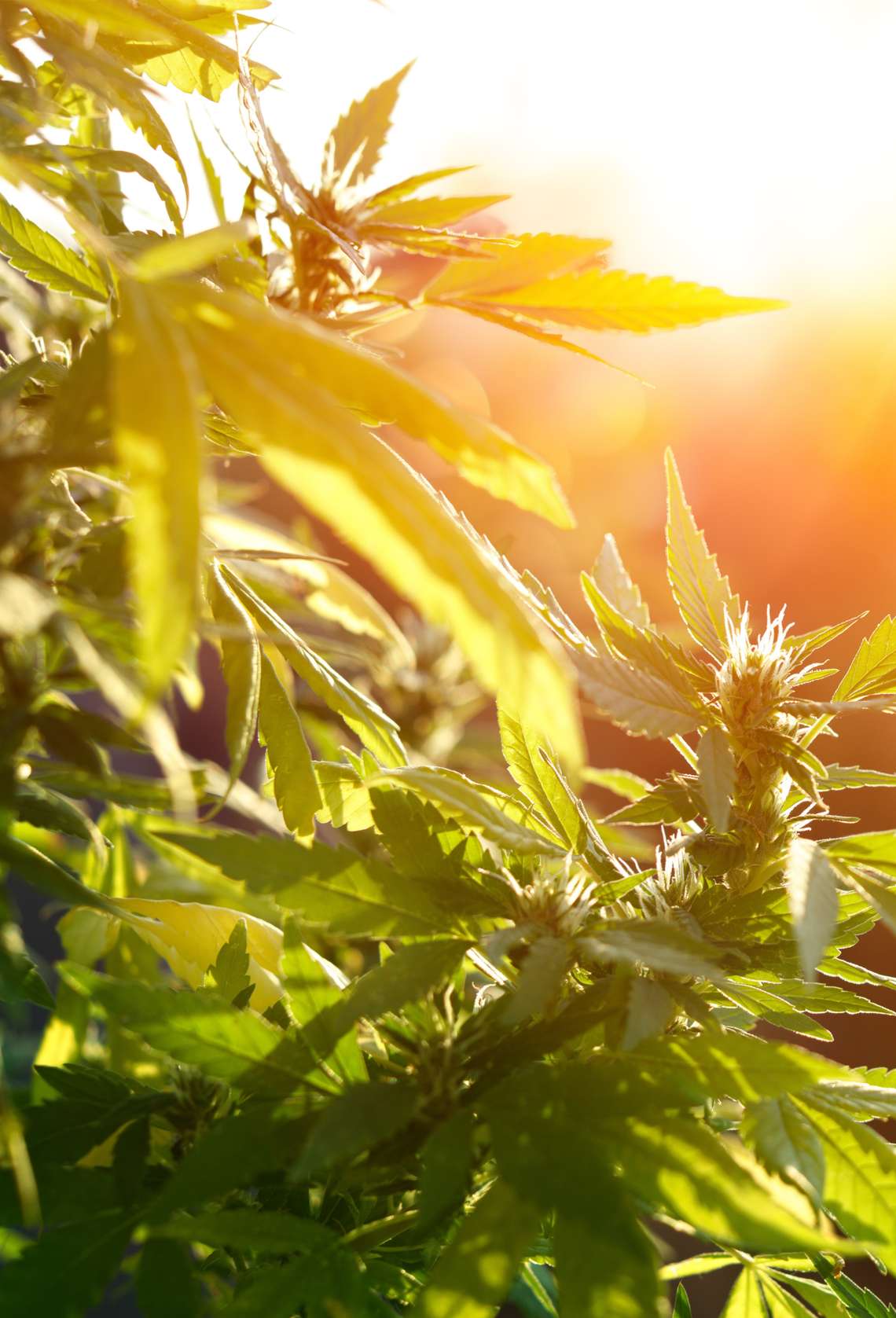 Agdia is your tried-and true testing company