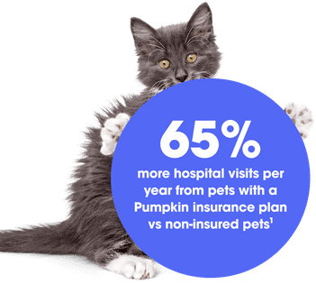 Pumpkin for Veterinarians: Healthier pets. Stronger practices.