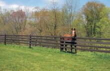 Get Flex Fencing Today | System Equine