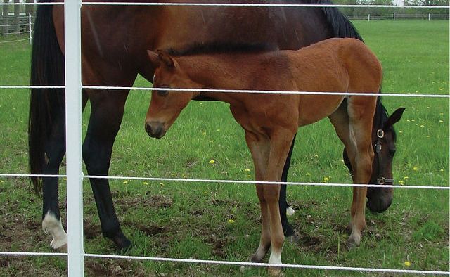 Get Flex Fencing Today | System Equine