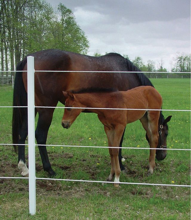 Get Flex Fencing Today | System Equine