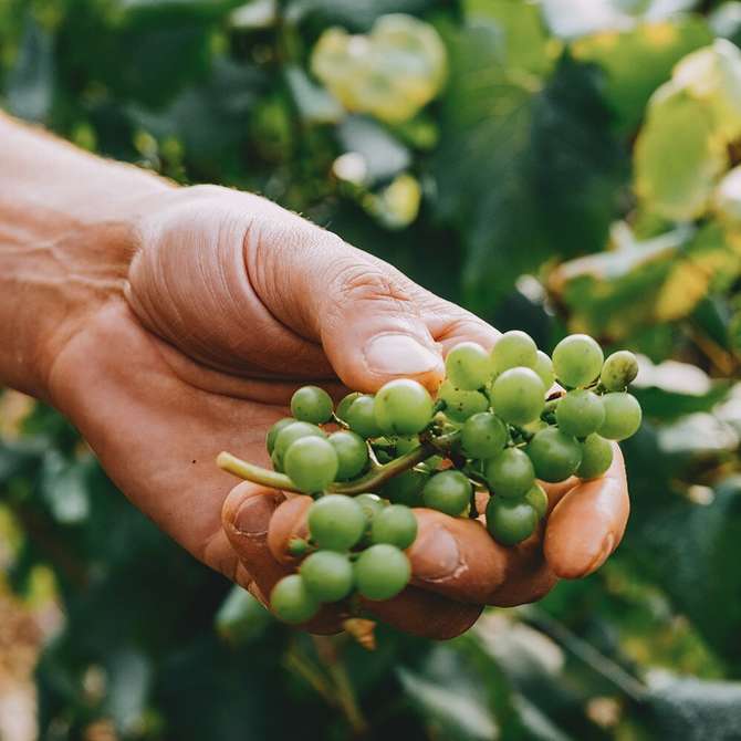 Adoptez une vigne - Cuvée Privée