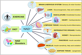 Improving Health Through NAD+ Boosting (Source: Sinclair Lab )