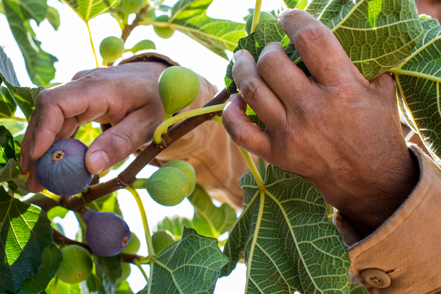 The Dirt On Figs | Daily Harvest