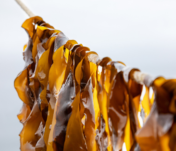The Dirt On Kelp | Daily Harvest