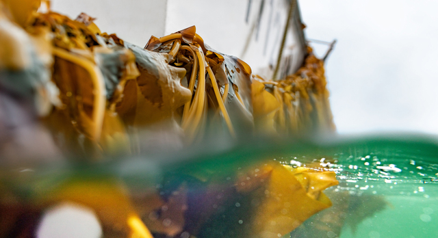 The Dirt On Kelp | Daily Harvest