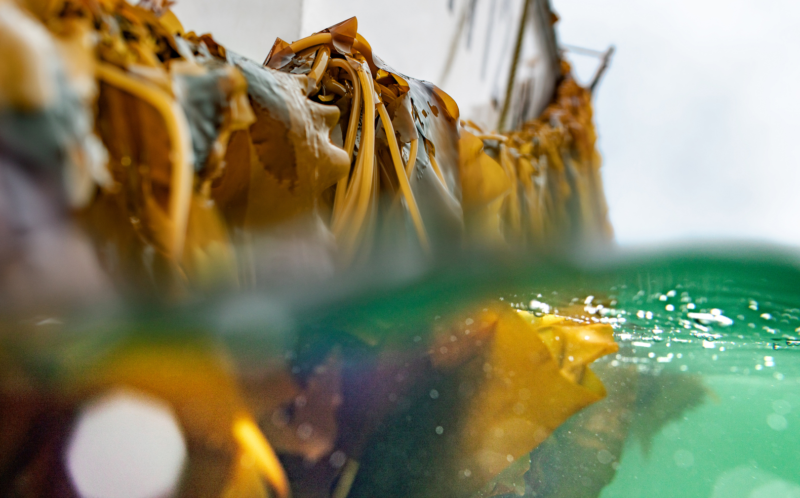 The Dirt On Kelp | Daily Harvest