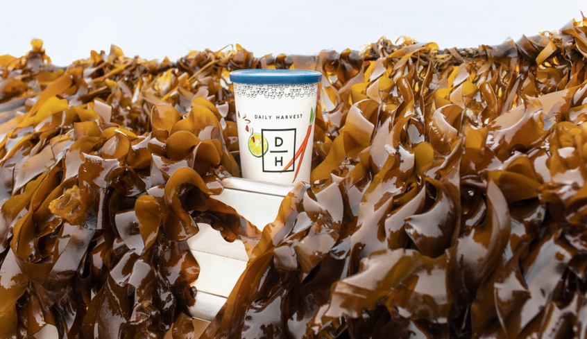 The Dirt On Kelp | Daily Harvest