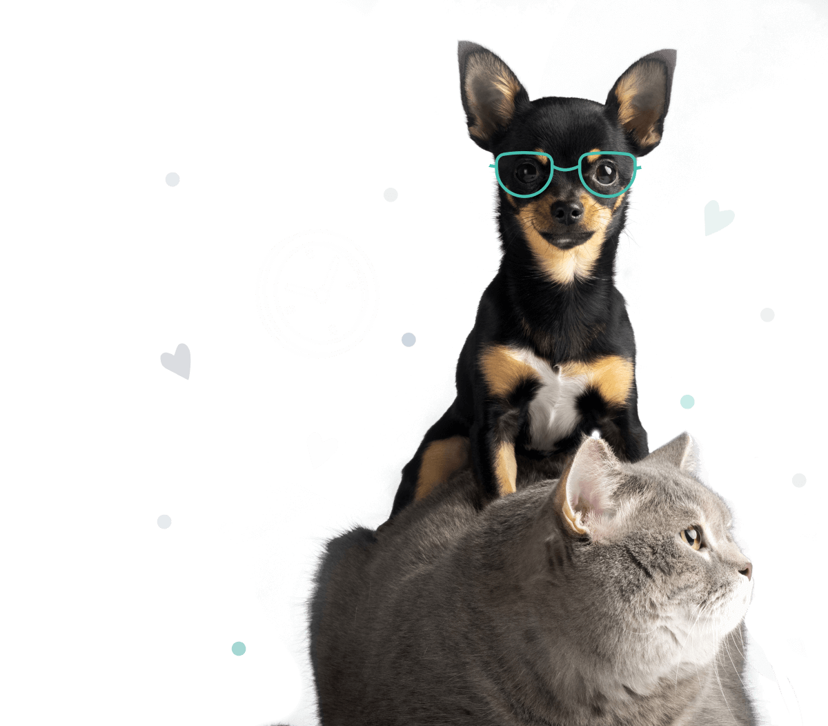 Cloud Veterinary Software | ezyVet