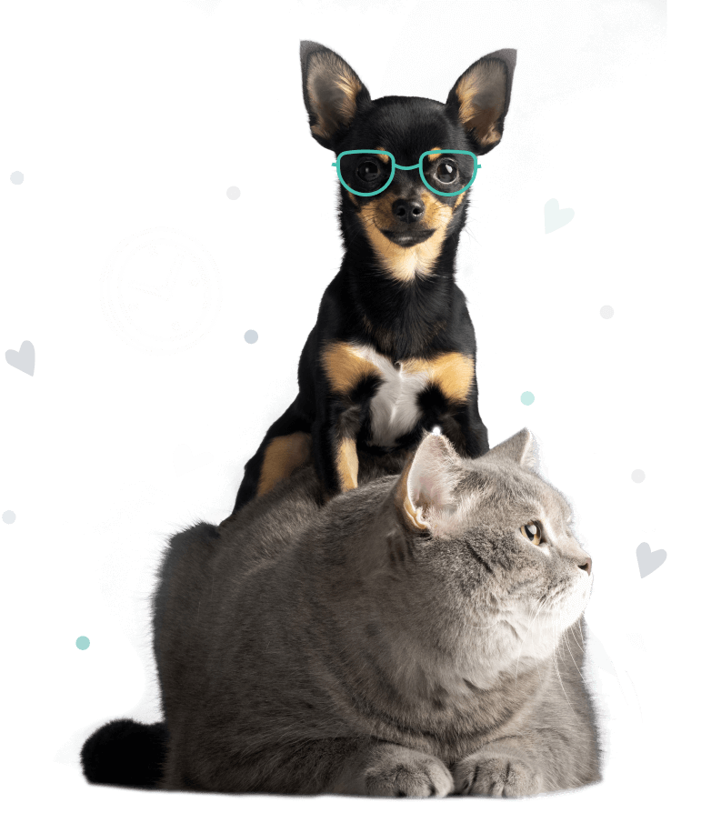 Cloud Veterinary Software | ezyVet