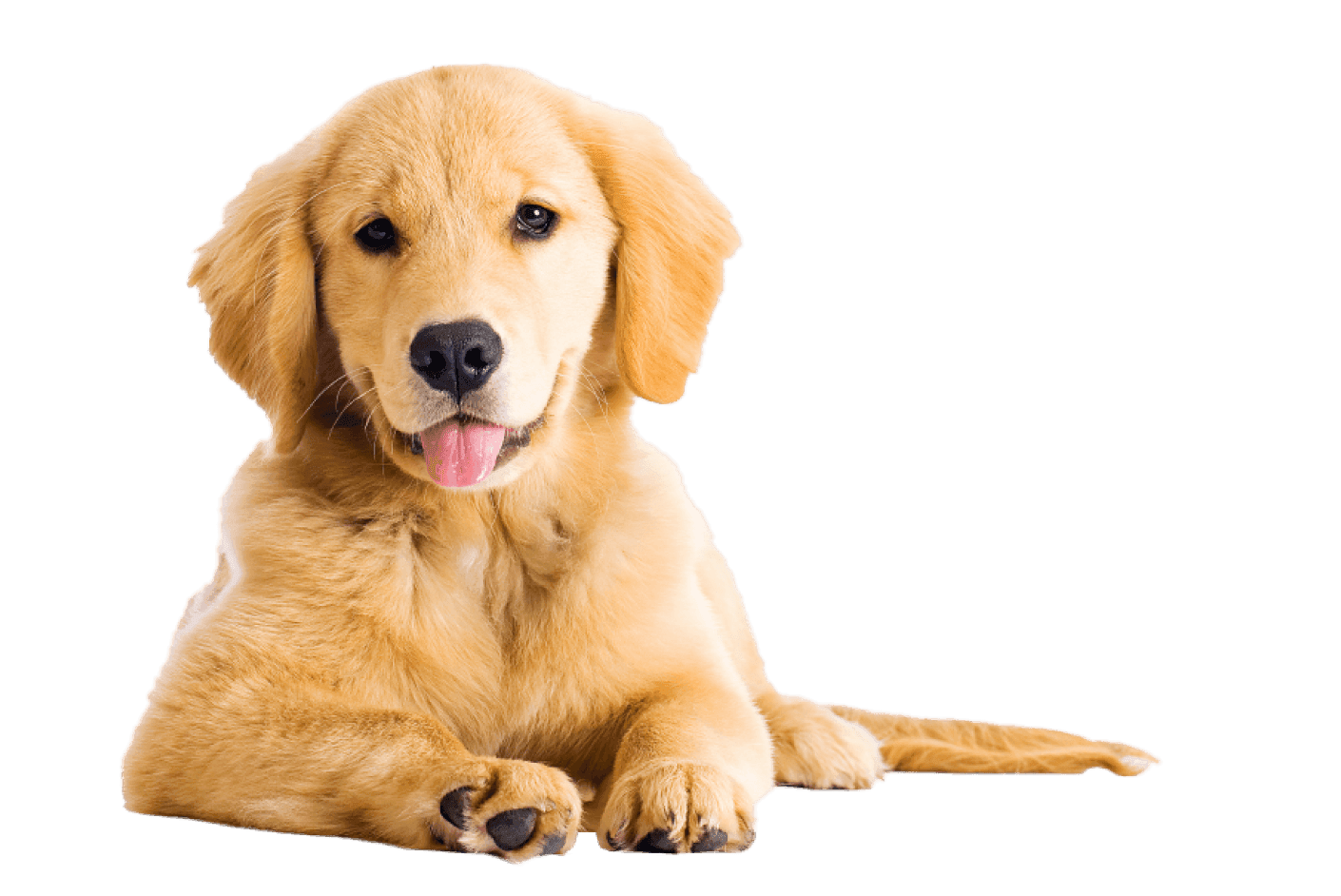 Cloud Veterinary Software | ezyVet