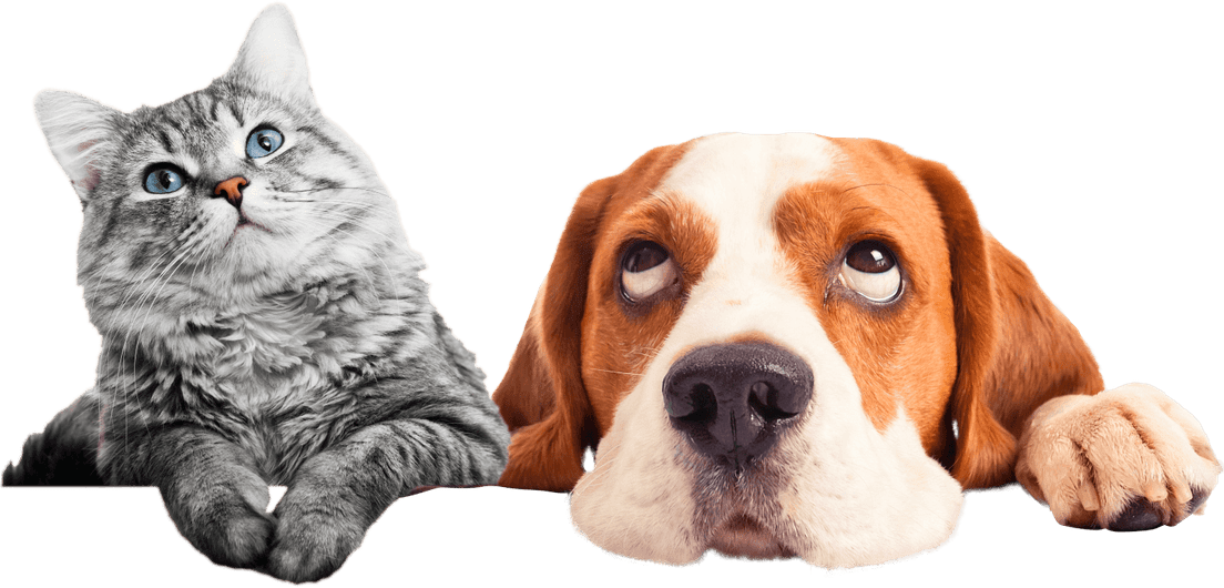 Cloud Veterinary Software | ezyVet