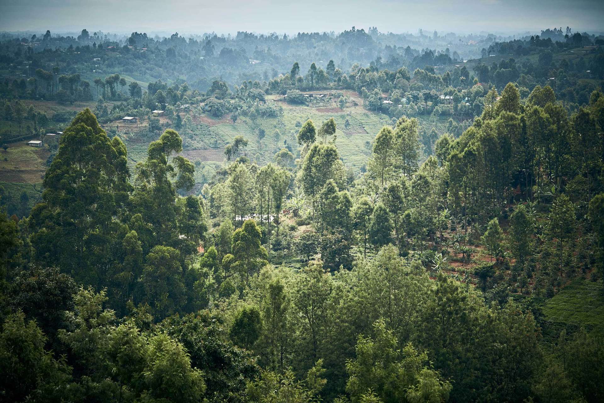 Plant a tree with Treedom