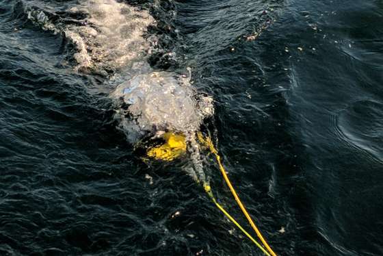 WaterLily | Portable Power for Paddling and Camping Trips