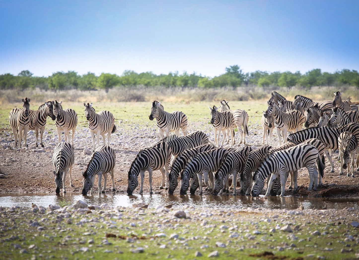 ATR Safari | Namibia Safaris