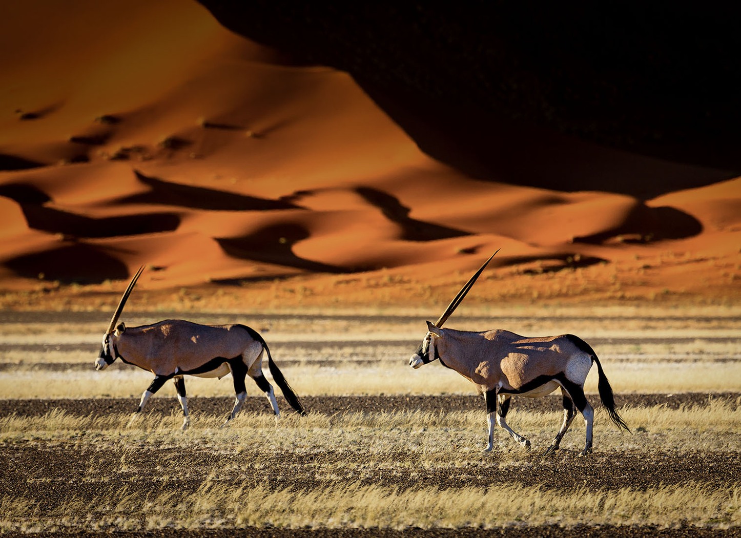 ATR Safari | Namibia Safaris