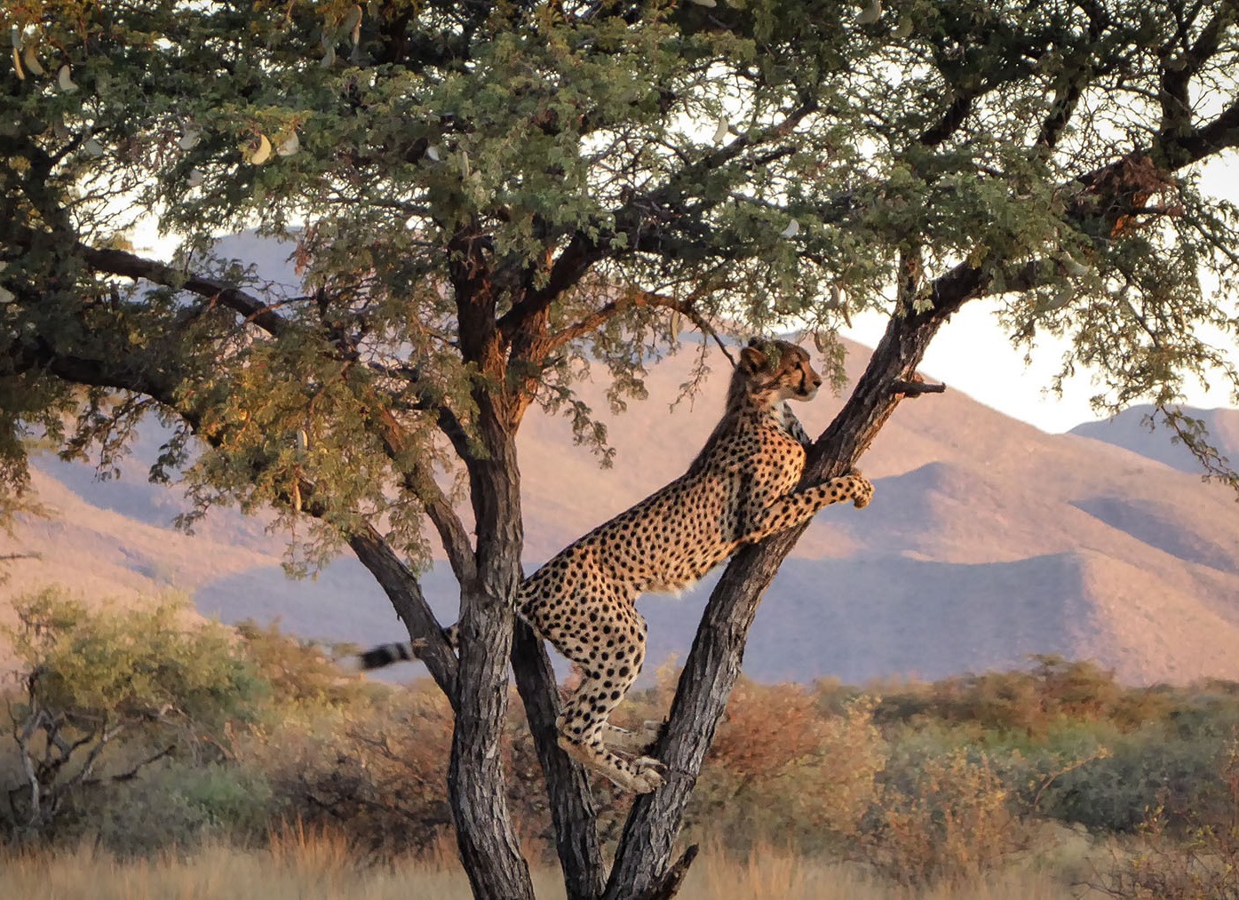 ATR Safari | South Africa Safaris