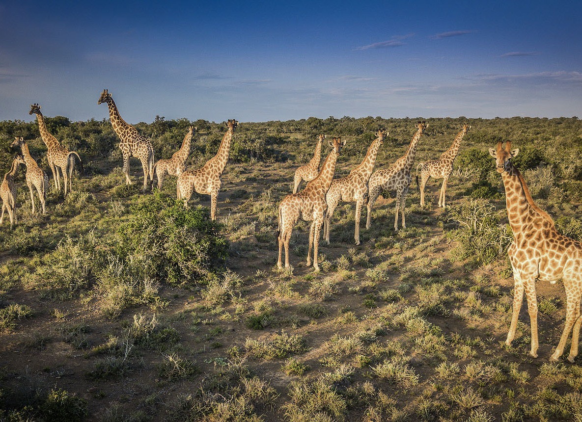 ATR Safari | South Africa Safaris