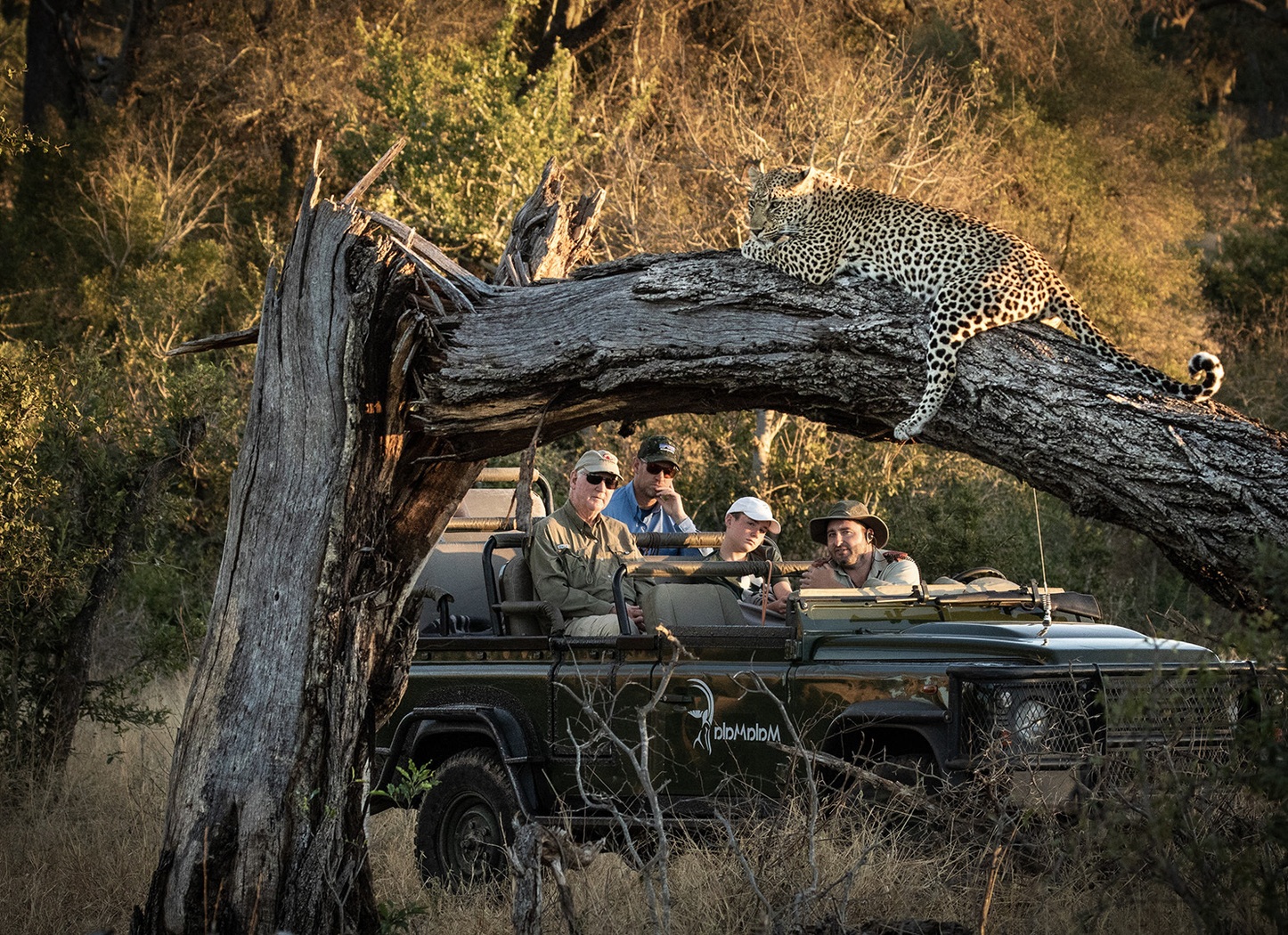 ATR Safari | South Africa Safaris