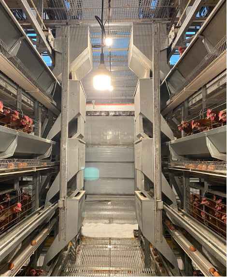 Kandang Ayam Petelur Modern Full Otomatis – KANDANG CLOSE HOUSE MODERN