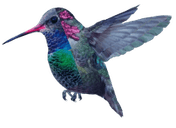 Modest Mouse Presents Ice Cream Party