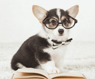 get free access ultimate guide to planning and preparing for a new puppy