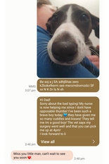 Desexing Cost for Dogs & Cats | Lynbrook Vet