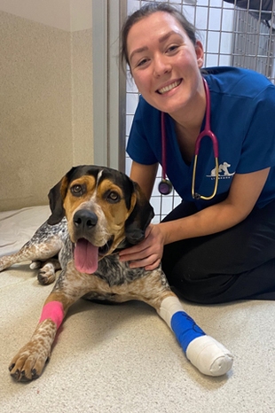 Desexing Cost for Dogs & Cats | Lynbrook Vet