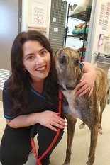 Desexing Cost for Dogs & Cats | Lynbrook Vet