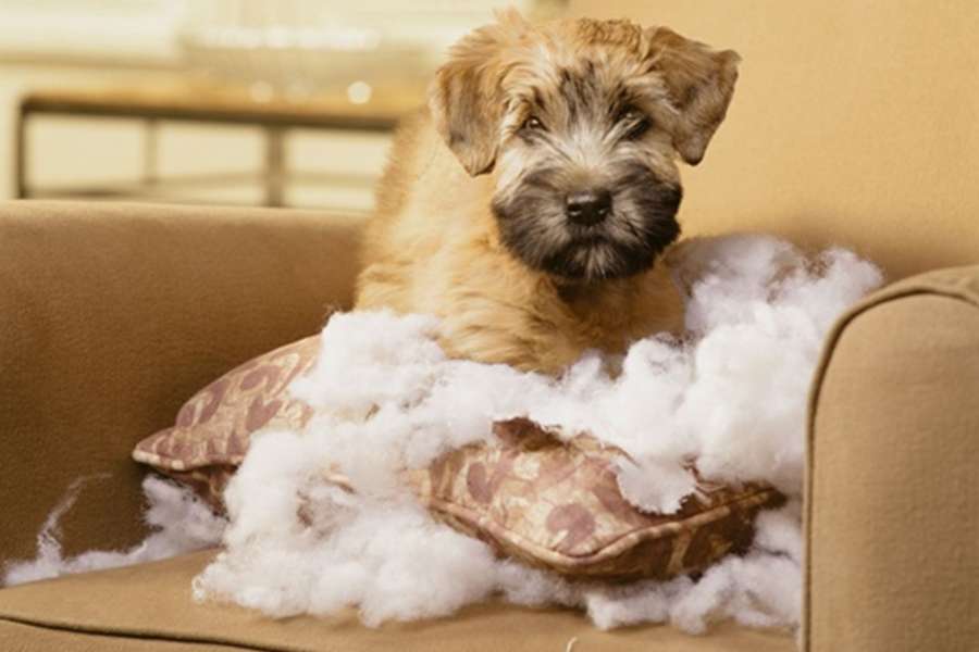 Desexing Cost for Dogs & Cats | Lynbrook Vet