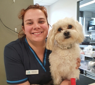 Desexing Cost for Dogs & Cats | Lynbrook Vet