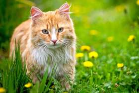 Desexing Cost for Dogs & Cats | Lynbrook Vet