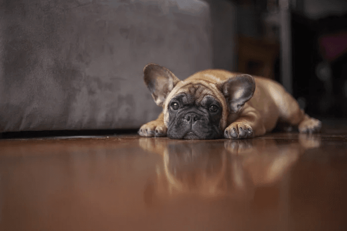 Desexing Cost for Dogs & Cats | Lynbrook Vet