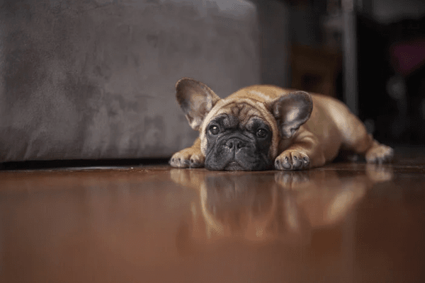 Desexing Cost for Dogs & Cats | Lynbrook Vet