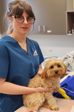 Desexing Cost for Dogs & Cats | Lynbrook Vet