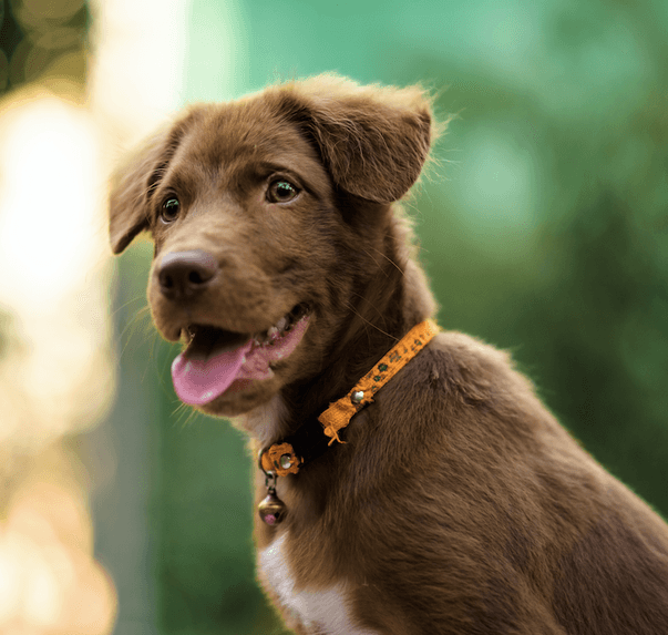 Colony Cove- A Premier Manufactured Home Community