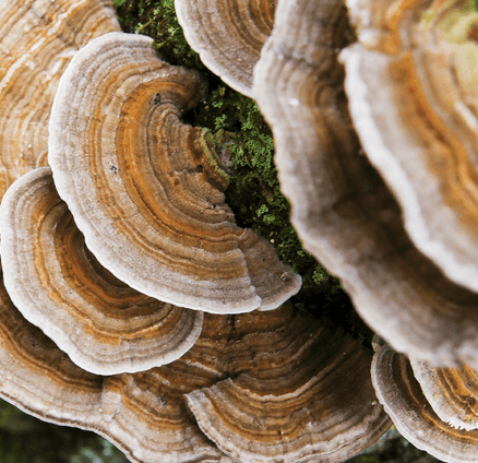 Turkey Tail