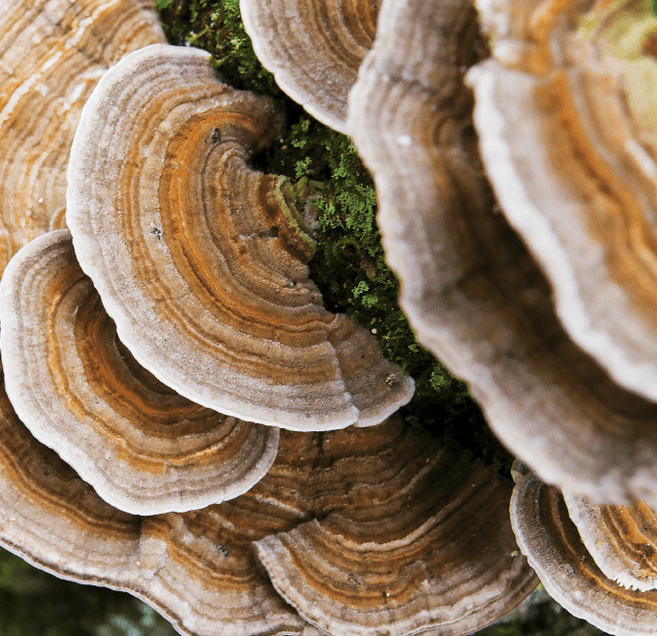 Turkey Tail