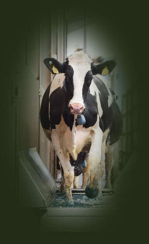 ADF Milking - Trempage - Rinçage/Désinfection automatiques