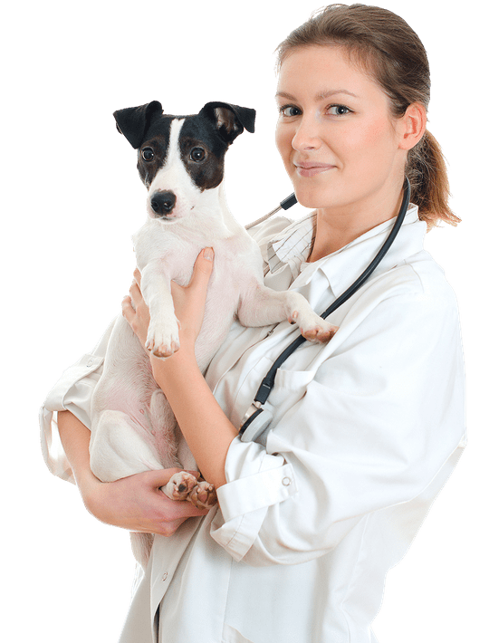 Copyright © 2024 Southern Veterinary Partners