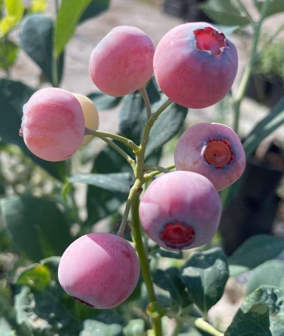 Pink Cosmo Pink Blueberries