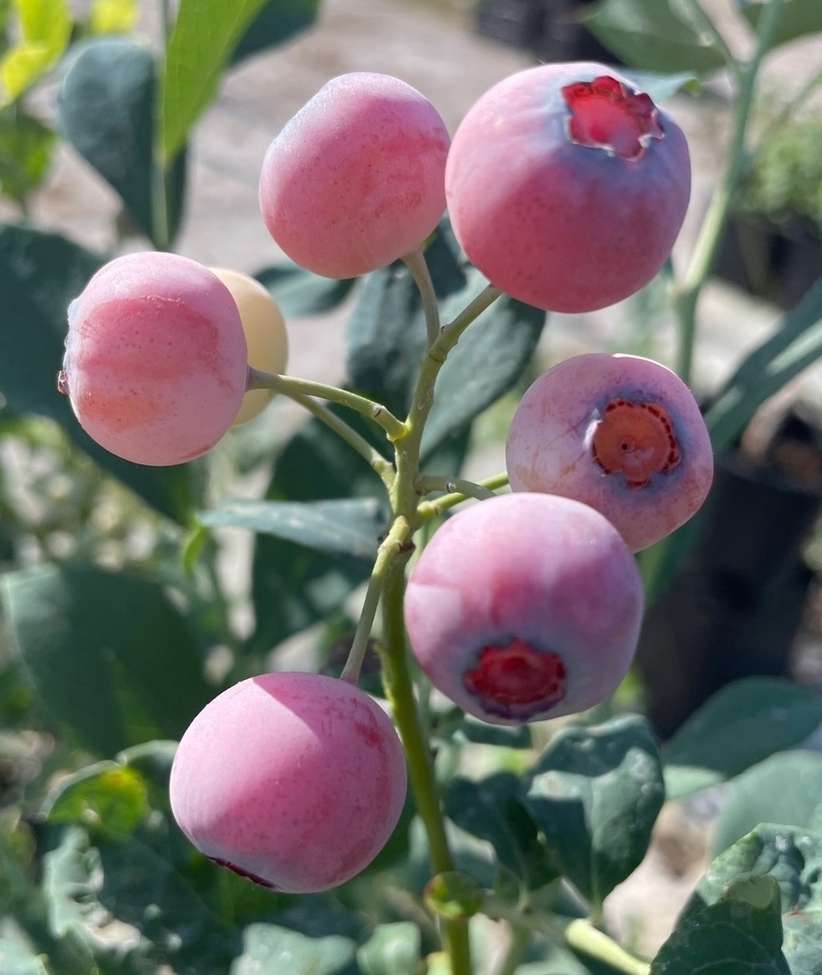 Pink Cosmo Pink Blueberries