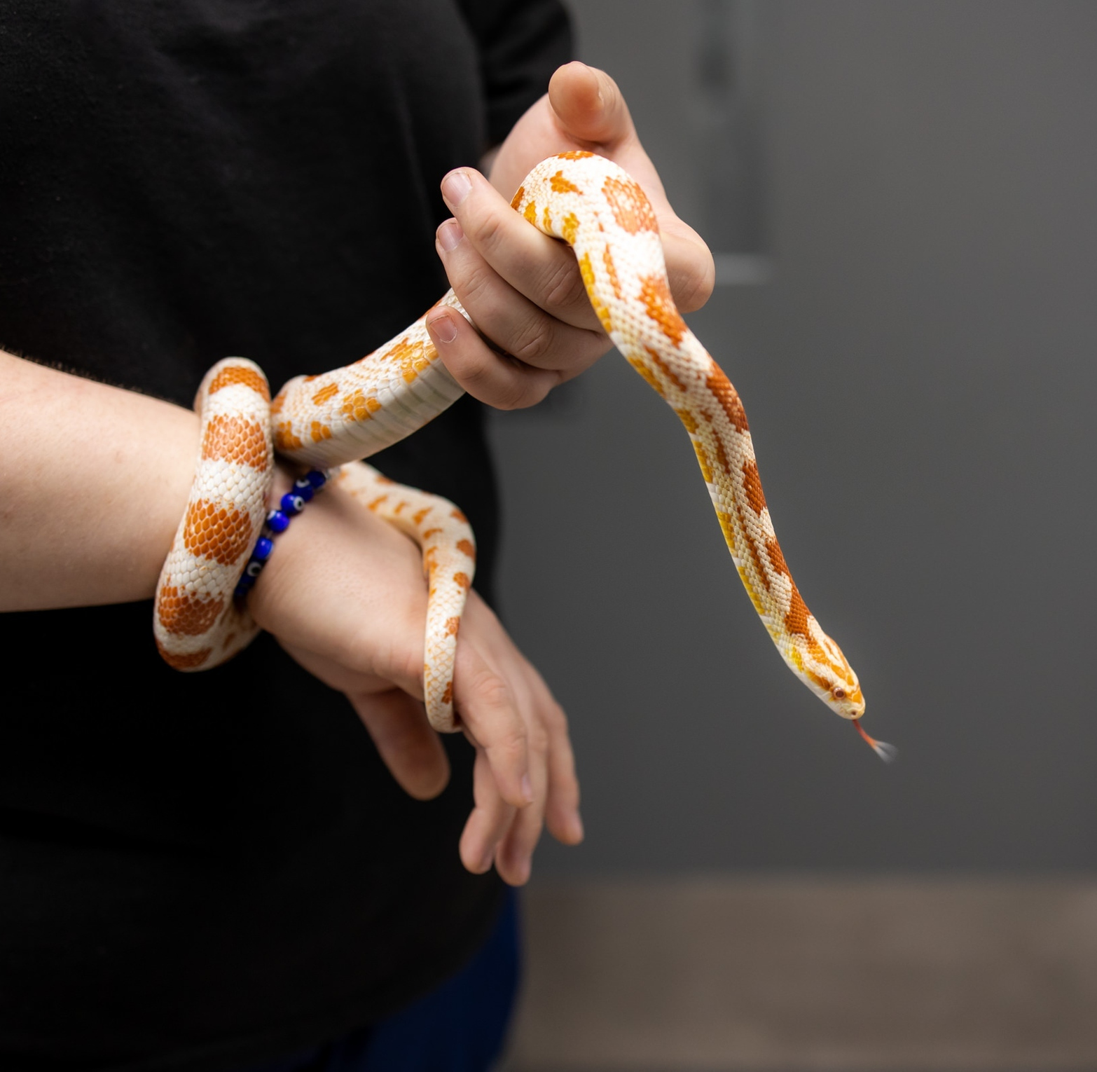 Veterinarian in Kannapolis, NC | Cabarrus Animal Hospital