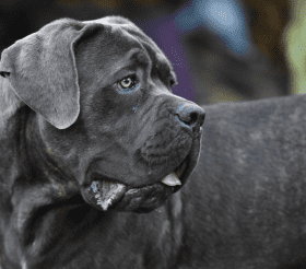 get high performance cane corso food today