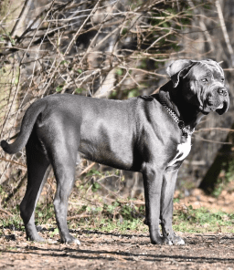 Premium Ingredients, 30% Protein, 20% Fat