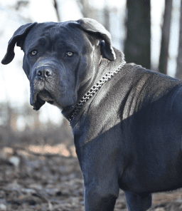 High-quality dog food formulated to fuel your Cane Corso’s performance.